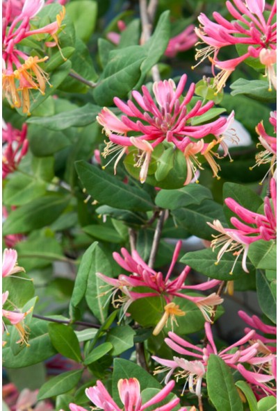 ALİ BOTANİK Kırmızı Çiçekli Hanımeli 60 - 80 cm Tüplü