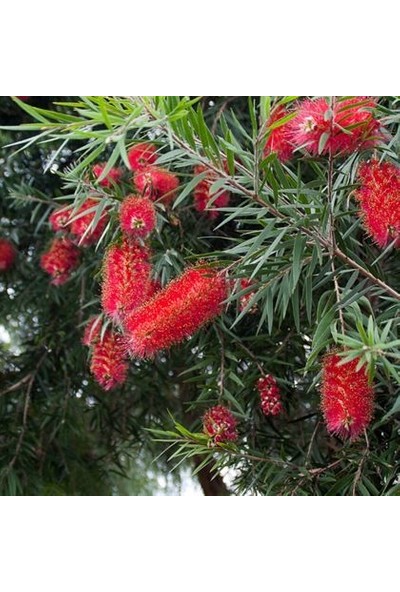 ALİ BOTANİK Fırça Çalısı Çiçeği Kırmızı Renkli 85 cm