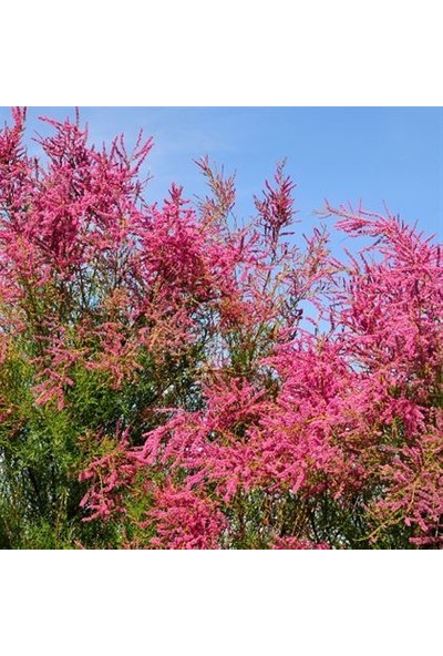 ALİ BOTANİK Ilgın Ağacı Pembe Çiçekli 40 cm Tamarix Gallica ALİ BOTANİK Ilgın Ağacı Pembe Çiçekli 40 cm Tamarix Gallica