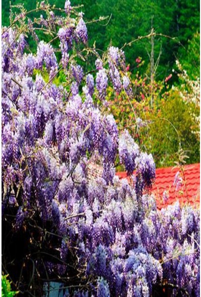 ALİ BOTANİK Mor Salkım Fidanı 70 cm Çok Kokuludur Wisteria