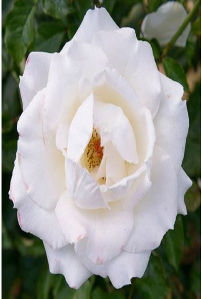 ALİ BOTANİK Beyaz Gül Fidanı Bulgar Gülü Bulgarian Rosa 50 cm ALİ BOTANİK Beyaz Gül Fidanı Bulgar Gülü Bulgarian Rosa 50 cm