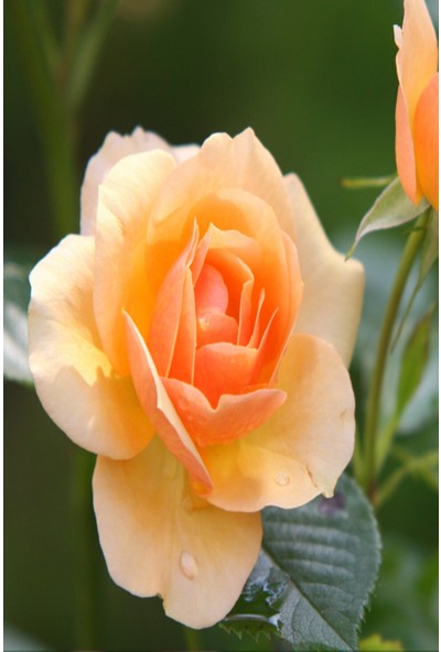 ALİ BOTANİK Turuncu Bulgar Gülü Kokulu ve Çok Iri 50 cm ALİ BOTANİK Turuncu Bulgar Gülü Kokulu ve Çok Iri 50 cm