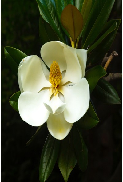 ALİ BOTANİK Manolya Ağacı 50 cm Magnolia Grandiflora ALİ BOTANİK Manolya Ağacı 50 cm Magnolia Grandiflora