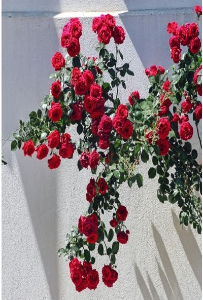 ALİ BOTANİK Sarmaşık Gül Fidanı Çardak Gülü 150 cm Kırmızı ALİ BOTANİK Sarmaşık Gül Fidanı Çardak Gülü 150 cm Kırmızı