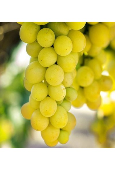 ALİ BOTANİK Çekirdeksiz Yalova Üzüm Fidanı