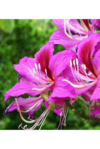 ALİ BOTANİK Orkide Ağacı Fidanı 70 cm Bauhinia Kelebek Ağacı ALİ BOTANİK Orkide Ağacı Fidanı 70 cm Bauhinia Kelebek Ağacı