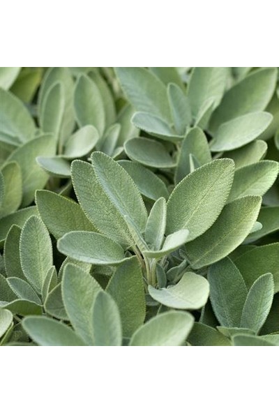 ALİ BOTANİK Adaçayı Bitkisi Fidanı ALİ BOTANİK Adaçayı Bitkisi Fidanı