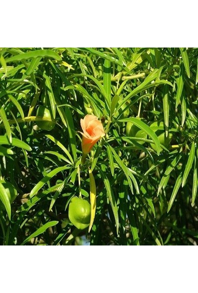 ALİ BOTANİK Peru Zakkumu Fidanı