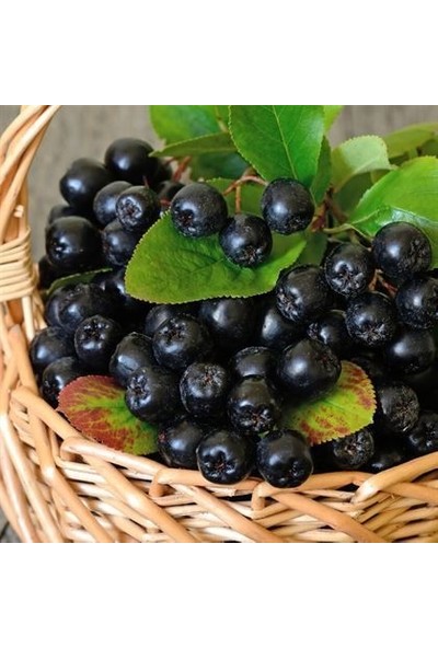ALİ BOTANİK Rus Yaban Mersini Viking Aronya Fidanı Aronia Melonocarpa ALİ BOTANİK Rus Yaban Mersini Viking Aronya Fidanı Aronia Melonocarpa