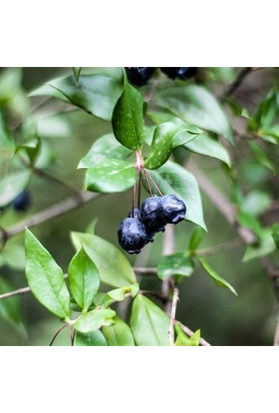 ALİ BOTANİK Yaban Mersini Fidanı Siyah Murt Hambeles ALİ BOTANİK Yaban Mersini Fidanı Siyah Murt Hambeles