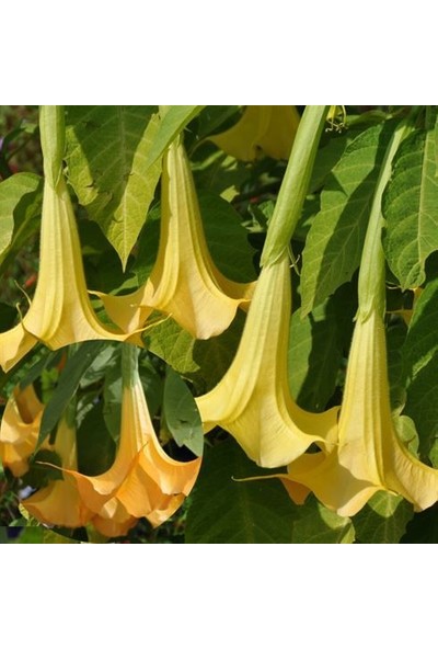 ALİ BOTANİK Sarı Boru Çiçeği Datura Fidanı ALİ BOTANİK Sarı Boru Çiçeği Datura Fidanı