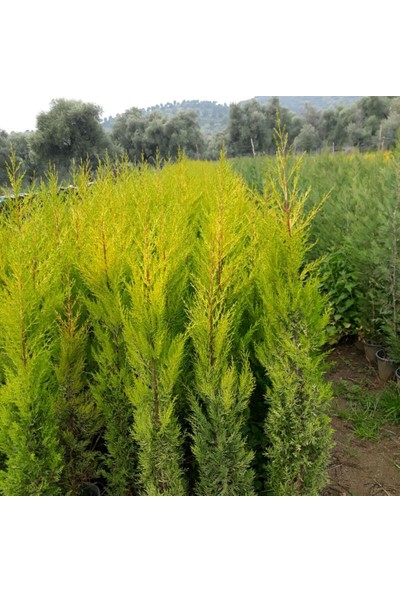 ALİ BOTANİK Limon Çamı Limon Servi Fidanı Cupressus Macrocarpa ALİ BOTANİK Limon Çamı Limon Servi Fidanı Cupressus Macrocarpa