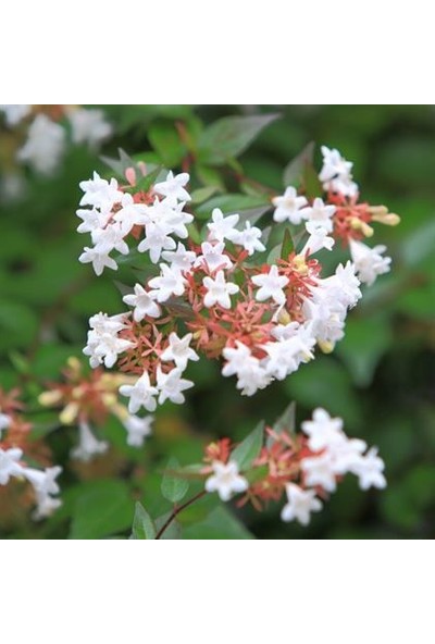 ALİ BOTANİK Abelya Çiçeği Güzellik Çalıs Abelia Chinensis ALİ BOTANİK Abelya Çiçeği Güzellik Çalıs Abelia Chinensis