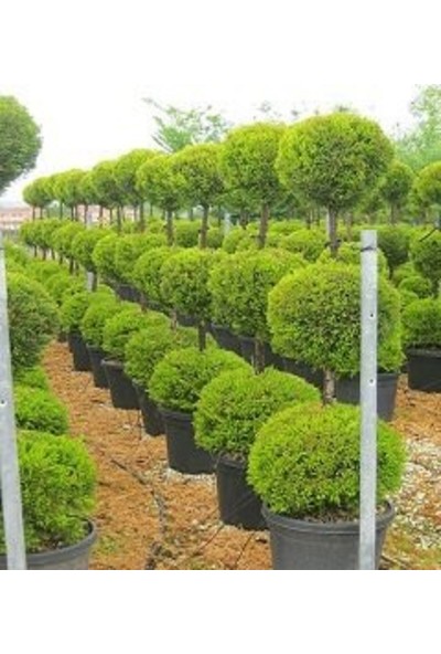 ALİ BOTANİK Top Şekilli Limon Çamı 1,5 - 2 Metre Cupressus ALİ BOTANİK Top Şekilli Limon Çamı 1,5 - 2 Metre Cupressus