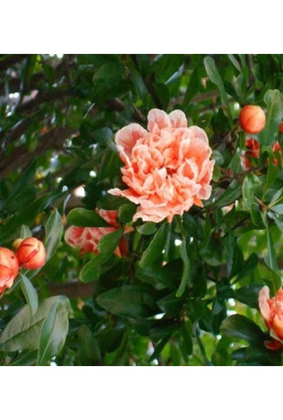 ALİ BOTANİK Süs Narı Bitkisi 80 cm ALİ BOTANİK Süs Narı Bitkisi 80 cm