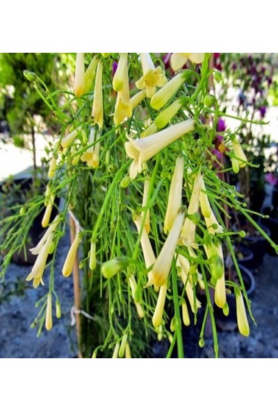 ALİ BOTANİK Beyaz Mercan Çiçeği Russelia Equisetiformis 35 cm