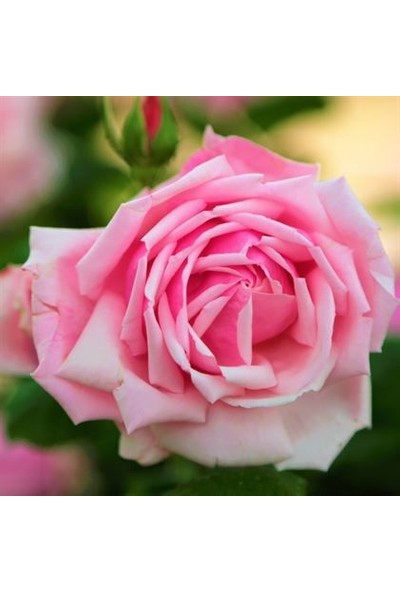 ALİ BOTANİK Pembe Yediveren ve Kokulu Bulgar Gülü Fidanı ALİ BOTANİK Pembe Yediveren ve Kokulu Bulgar Gülü Fidanı