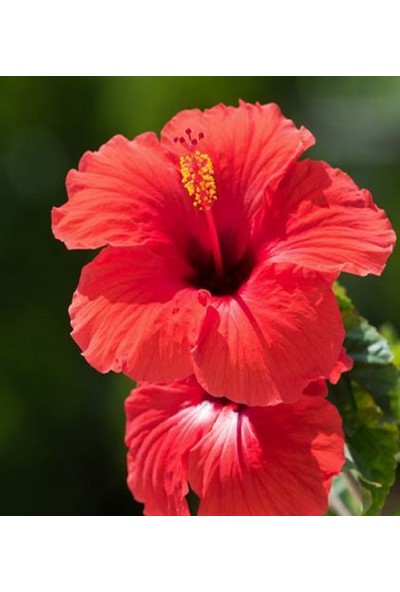 ALİ BOTANİK Japon Gülü Çiçeği Çok Açar 38 cm