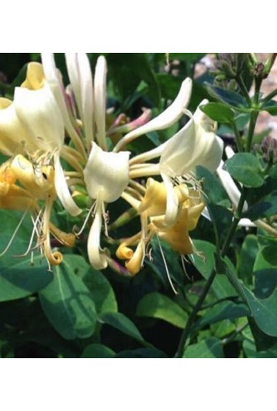 ALİ BOTANİK Sarı Beyaz Kokulu Hanımeli Sarılıcı 75 cm ALİ BOTANİK Sarı Beyaz Kokulu Hanımeli Sarılıcı 75 cm