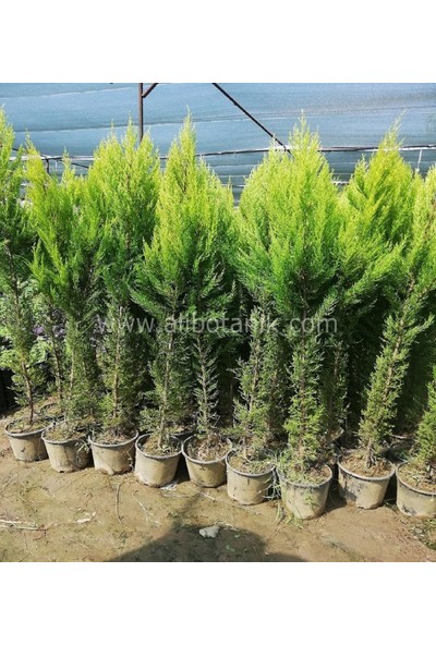 ALİ BOTANİK Limon Çamı Limon Servi Fidanı 60 cm Cupressus Macrocarpa ALİ BOTANİK Limon Çamı Limon Servi Fidanı 60 cm Cupressus Macrocarpa
