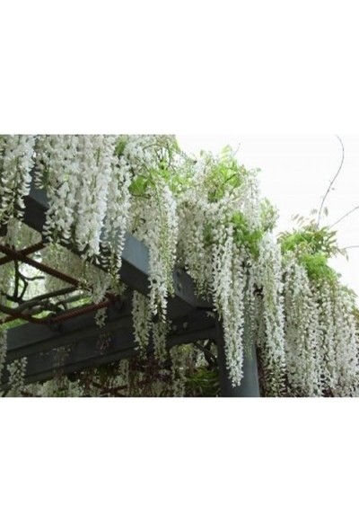 ALİ BOTANİK Beyaz Salkım Çiçeği 70 cm ALİ BOTANİK Beyaz Salkım Çiçeği 70 cm