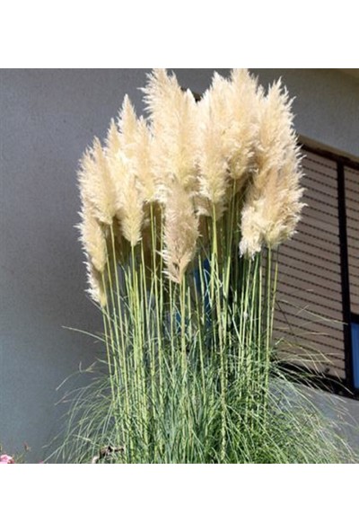 ALİ BOTANİK Pampas Saz Çiçeği Beyaz Püskül 80 cm