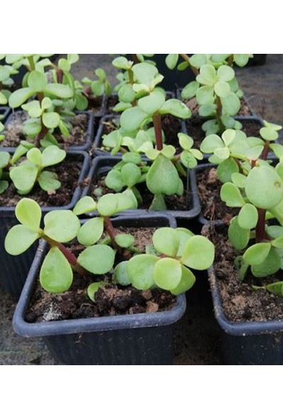 ALİ BOTANİK Para Ağacı Çiçeği Şans Getiren 15 cm