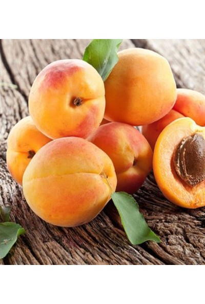 ALİ BOTANİK Şekerpare Kayısı Fidanı