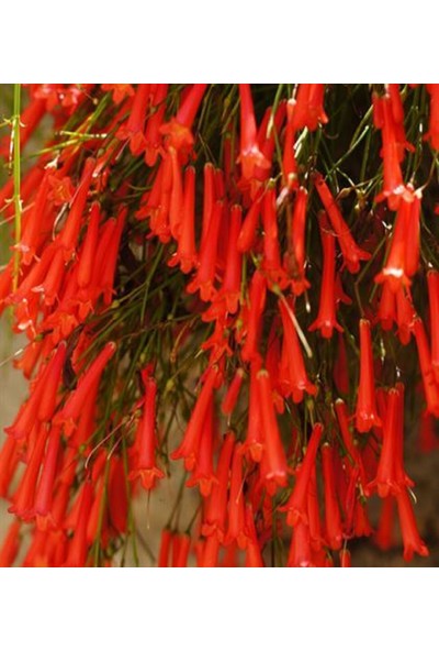 ALİ BOTANİK Mercan Çiçeği Kırmızı 40 cm Russelia Equisetiformis