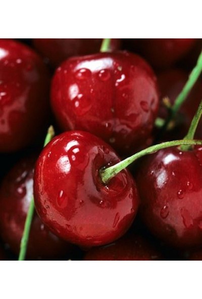 ALİ BOTANİK Kiraz Fidanı Napolyon 0900 Prunus Avium ALİ BOTANİK Kiraz Fidanı Napolyon 0900 Prunus Avium