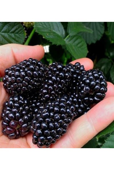 ALİ BOTANİK Tayberry Dikensiz Böğürtlen Fidanı