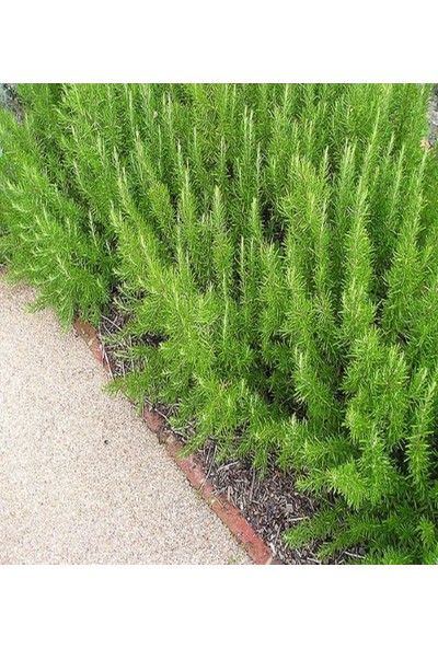 ALİ BOTANİK Biberiye Fidanı Kuşdili 40 cm