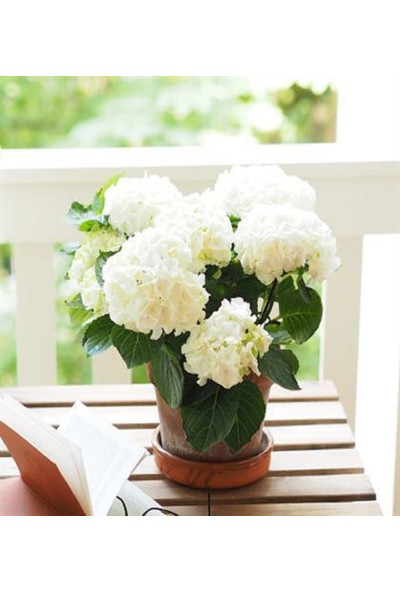 ALİ BOTANİK Beyaz Ortanca Çiçeği Hydrangea Macrophylla