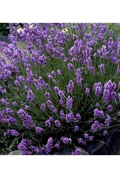 ALİ BOTANİK Lavanta Çiçeği Fidanı 25 cm ALİ BOTANİK Lavanta Çiçeği Fidanı 25 cm