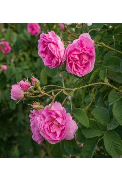 ALİ BOTANİK Isparta Gülü Fidanı Hakiki Kokulu 50 cm ALİ BOTANİK Isparta Gülü Fidanı Hakiki Kokulu 50 cm