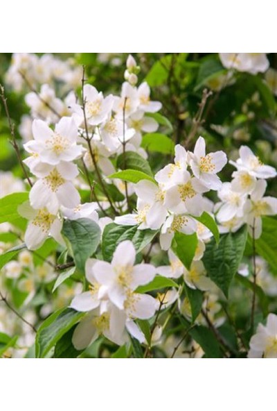 ALİ BOTANİK Filbahri Çiçeği 60 cm Çok Kokuludur Philadelphus