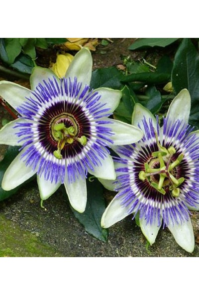 ALİ BOTANİK Çarkıfelek Sarmaşığı 80 cm Saat Çiçeği Passiflora Caerulea ALİ BOTANİK Çarkıfelek Sarmaşığı 80 cm Saat Çiçeği Passiflora Caerulea