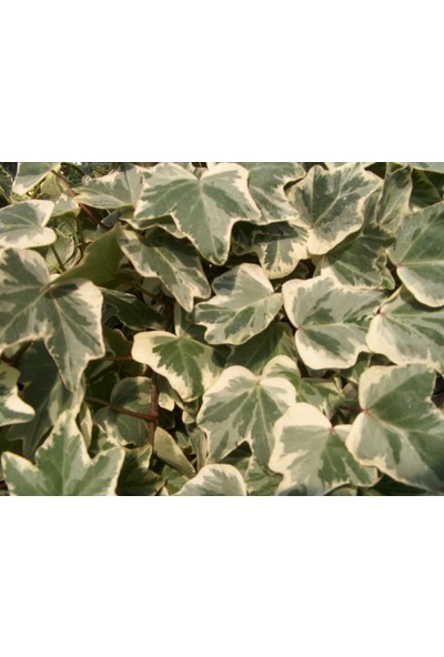 Plantistanbul Hedera Helix Variegata Alacalı Büyük Yapraklı Duvar Sarmaşığı, Saksıda Plantistanbul Hedera Helix Variegata Alacalı Büyük Yapraklı Duvar Sarmaşığı, Saksıda