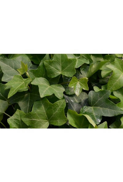Plantistanbul Hedera Helix Ralf Küçük Yeşil Yapraklı Orman Sarmaşığı, +100 Cm, Saksıda