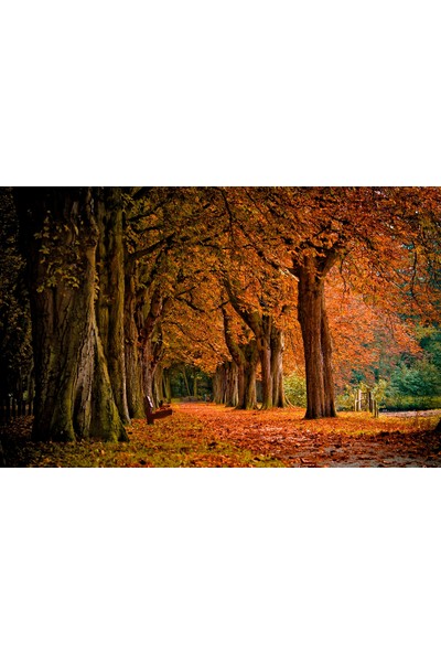 Cici Wallpaper 320 x 200 cm 3 Boyutlu Duvar Kağıdı Poster Cici Wallpaper 320 x 200 cm 3 Boyutlu Duvar Kağıdı Poster