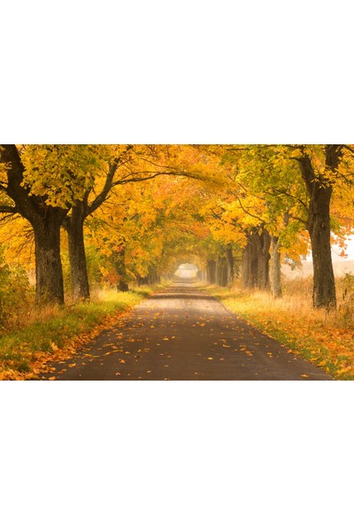 Cici Wallpaper 320 x 200 cm 3 Boyutlu Duvar Kağıdı Poster