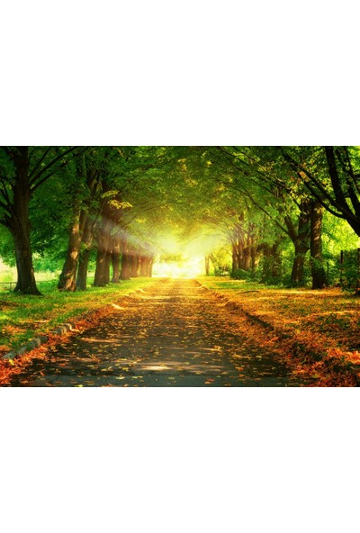 Cici Wallpaper 320 x 200 cm 3 Boyutlu Duvar Kağıdı Poster