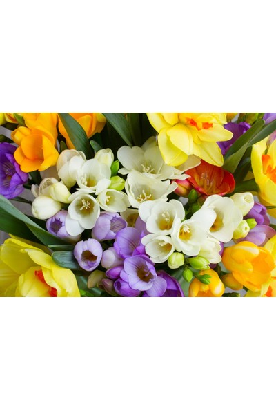 Cici Wallpaper 215 x 150 cm 3 Boyutlu Duvar Kağıdı Poster