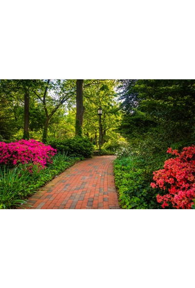 Cici Wallpaper 320 x 270 cm 3 Boyutlu Duvar Kağıdı Poster