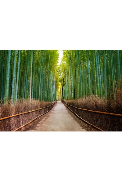 Cici Wallpaper 215 x 150 cm 3 Boyutlu Duvar Kağıdı Poster