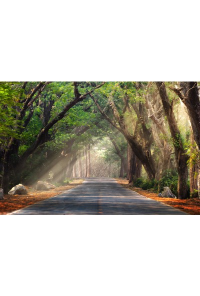 Cici Wallpaper 320 x 200 cm 3 Boyutlu Duvar Kağıdı Poster