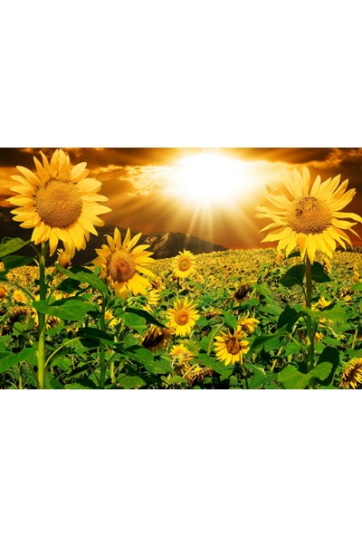 Cici Wallpaper 320 x 270 cm 3 Boyutlu Duvar Kağıdı Poster