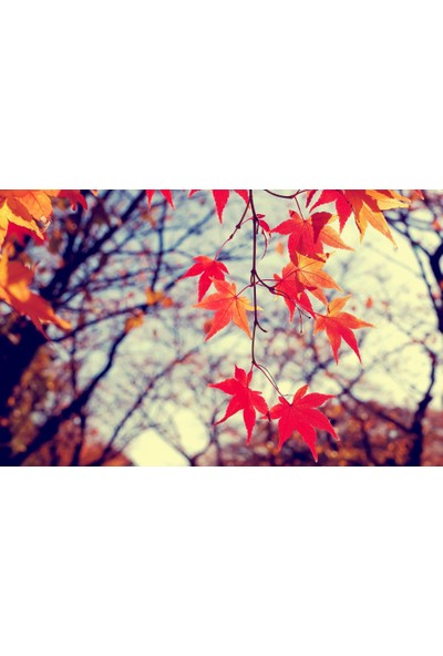 Cici Wallpaper 320 x 270 cm 3 Boyutlu Duvar Kağıdı Poster