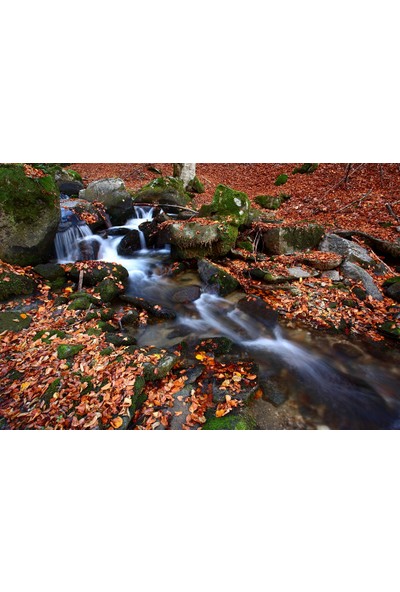 Cici Wallpaper 320 x 270 cm 3 Boyutlu Duvar Kağıdı Poster