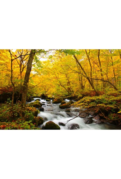 Cici Wallpaper 320 x 270 cm 3 Boyutlu Duvar Kağıdı Poster